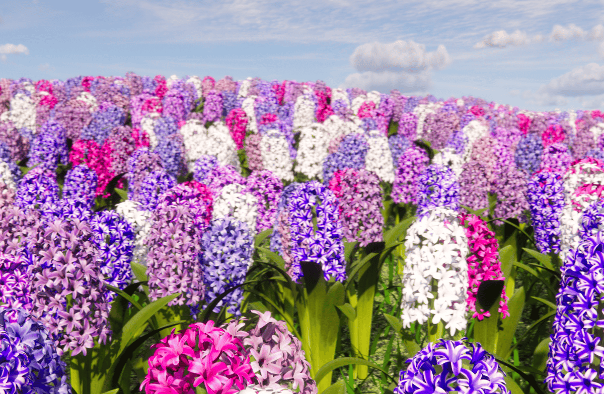 Flowers and Trees Series - Hyacinth Flower Garden